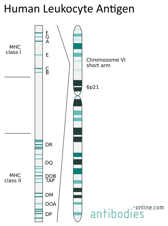 Pathways: Human Leukocyte Antigen (HLA) in Adaptive Immune Response ...