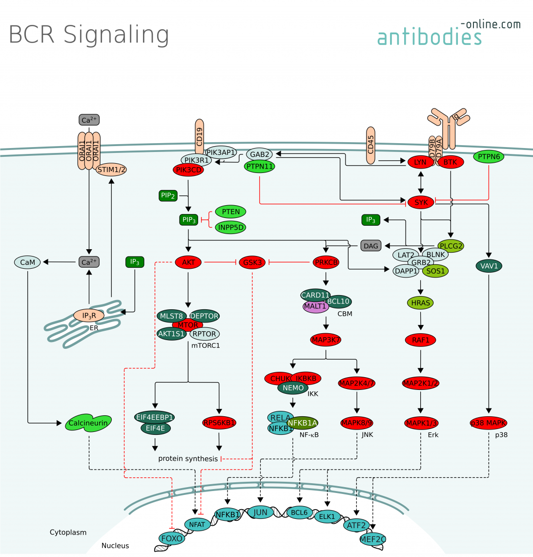 Pathways: BCR Signaling | www.antikoerper-online.de
