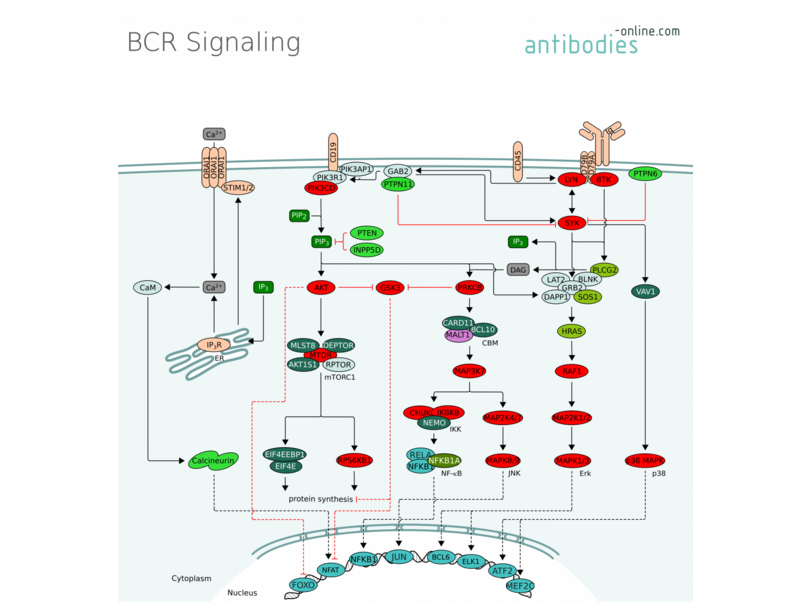 Pathways: BCR Signaling | www.antikoerper-online.de