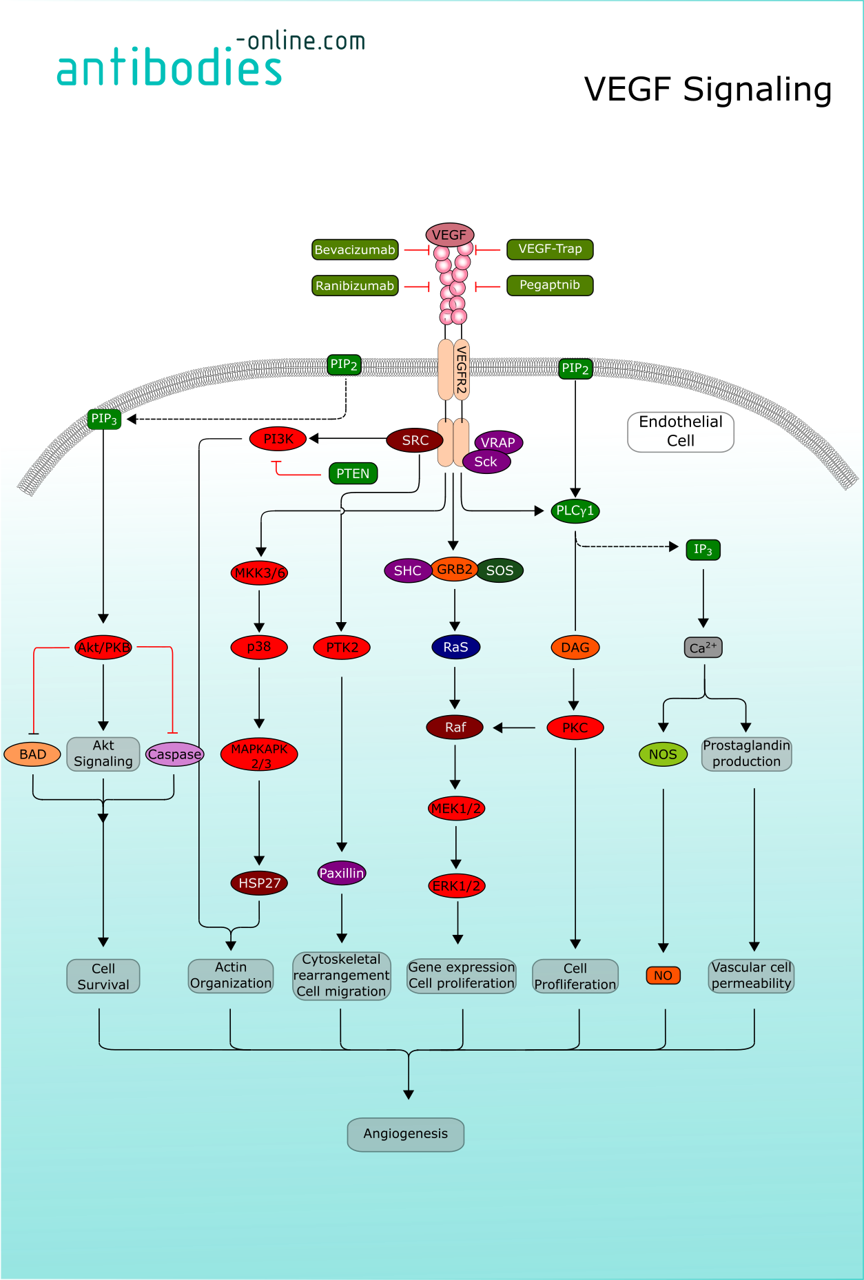 Pathways: VEGF Signaling | www.antikoerper-online.de